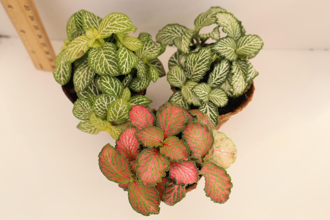 Fittonia Mix | 3 Plants | 2 Inch Pots | White Tiger | - Etsy