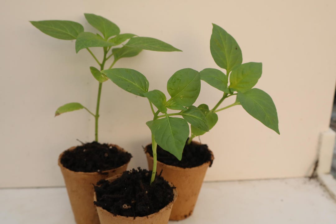 Quadrato D' Asti Giallo Pepper Plant - Etsy