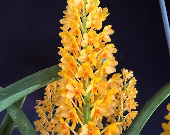 Vanda Aurantiaca 'yellow Bees' - Etsy