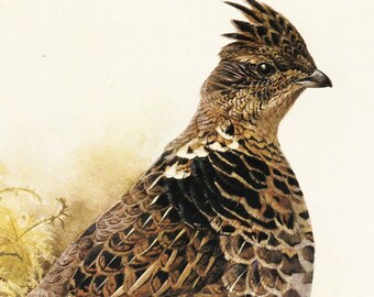 Ruffed Grouse Print | Etsy