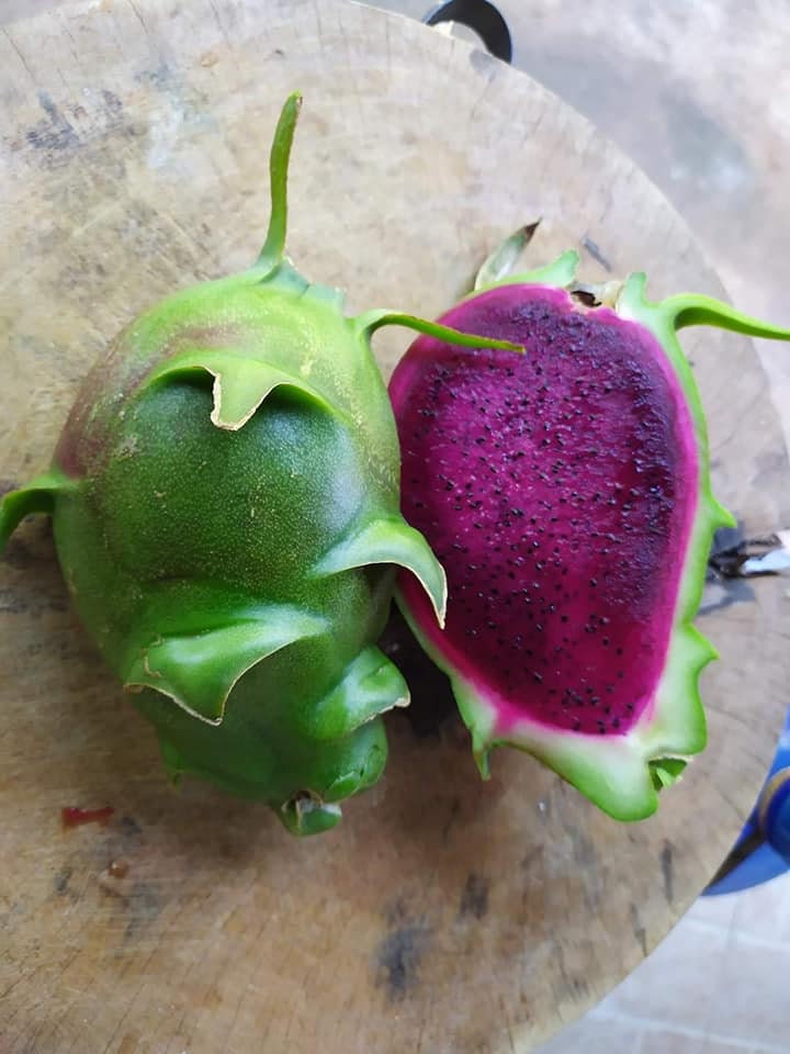 Beauty Berry Dragon Fruit Cutting - Etsy
