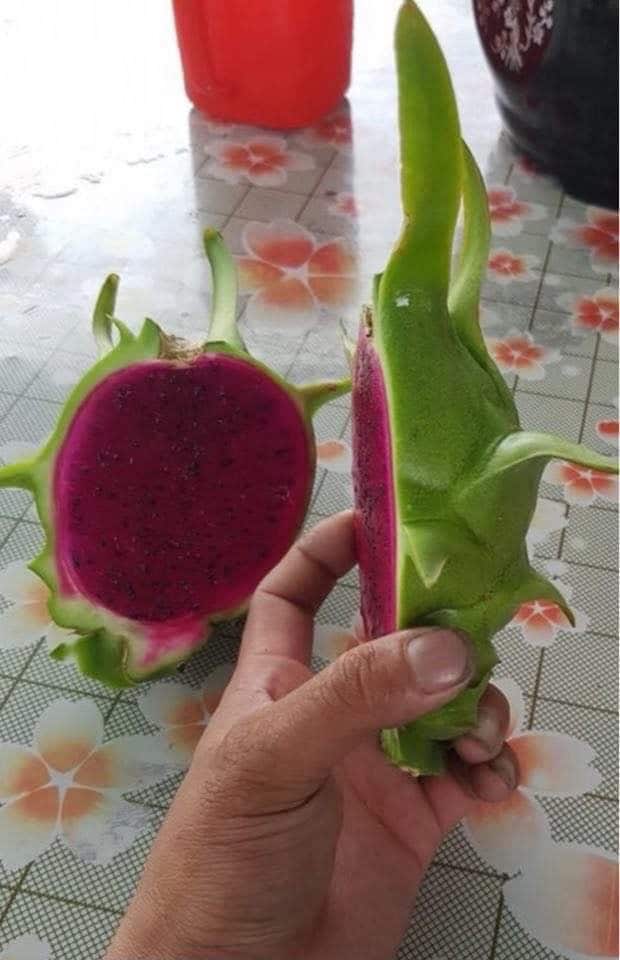 Beauty Berry Dragon Fruit Cutting | Etsy