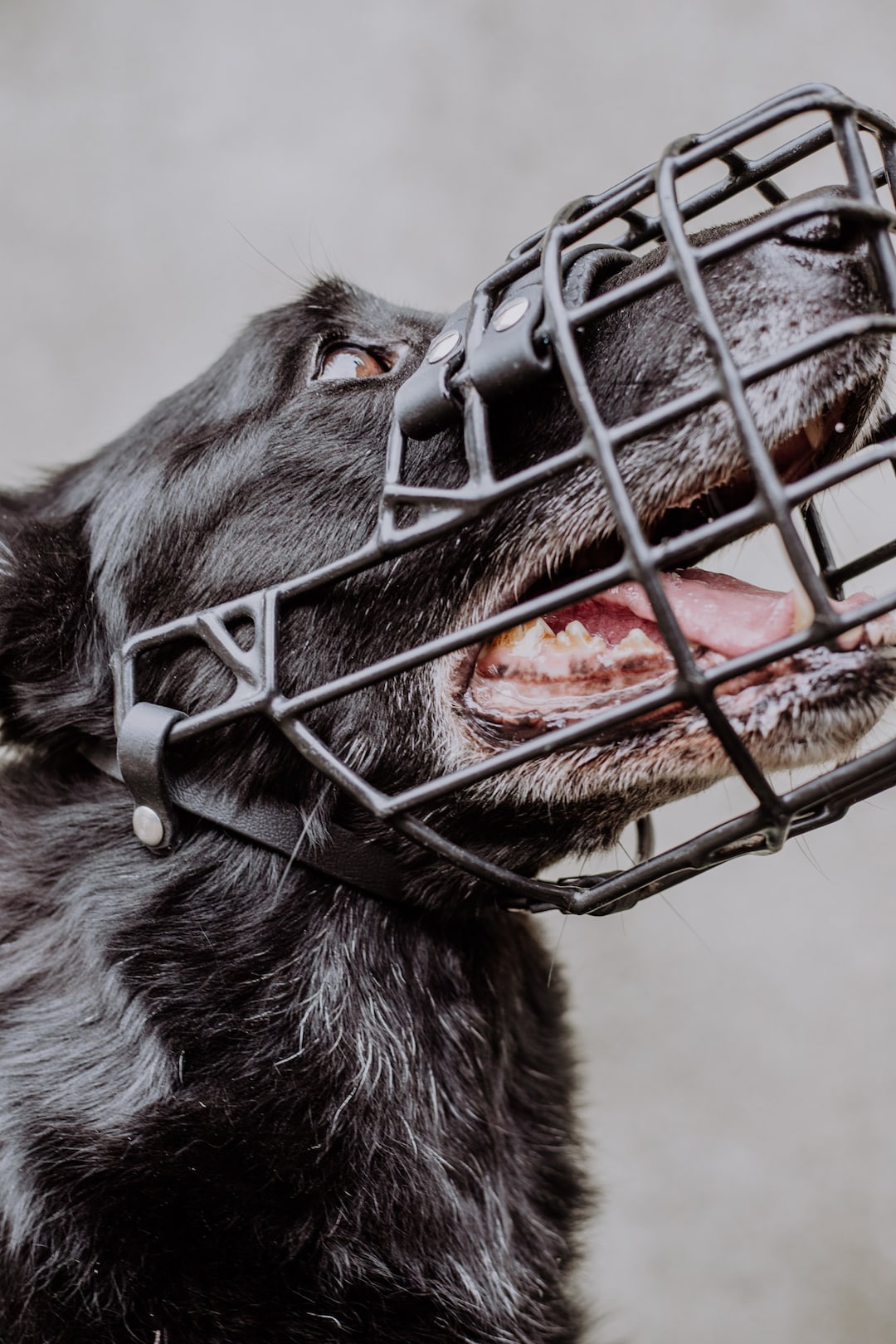 Muzzle Strap Muzzle Holder Made of Biothane Throat Strap for Bite ...