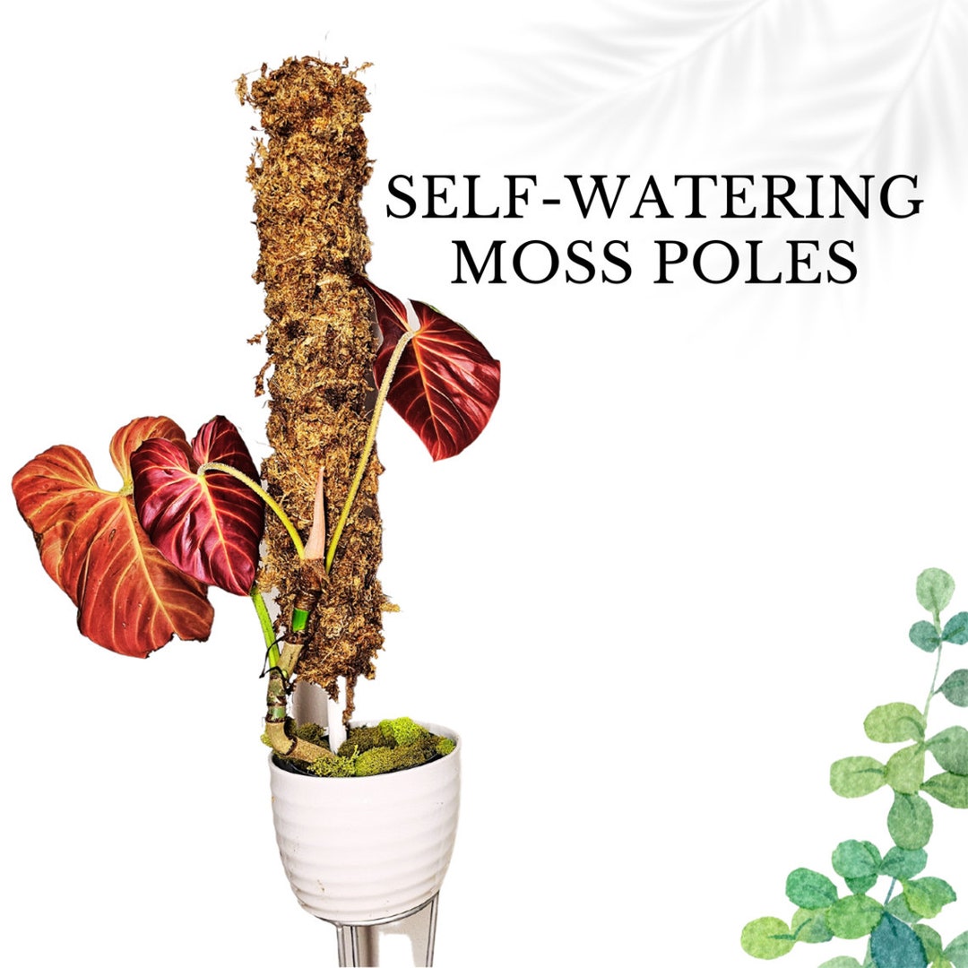 26 Self Watering Moss Pole Plug and Go System No Repotting Needed ...