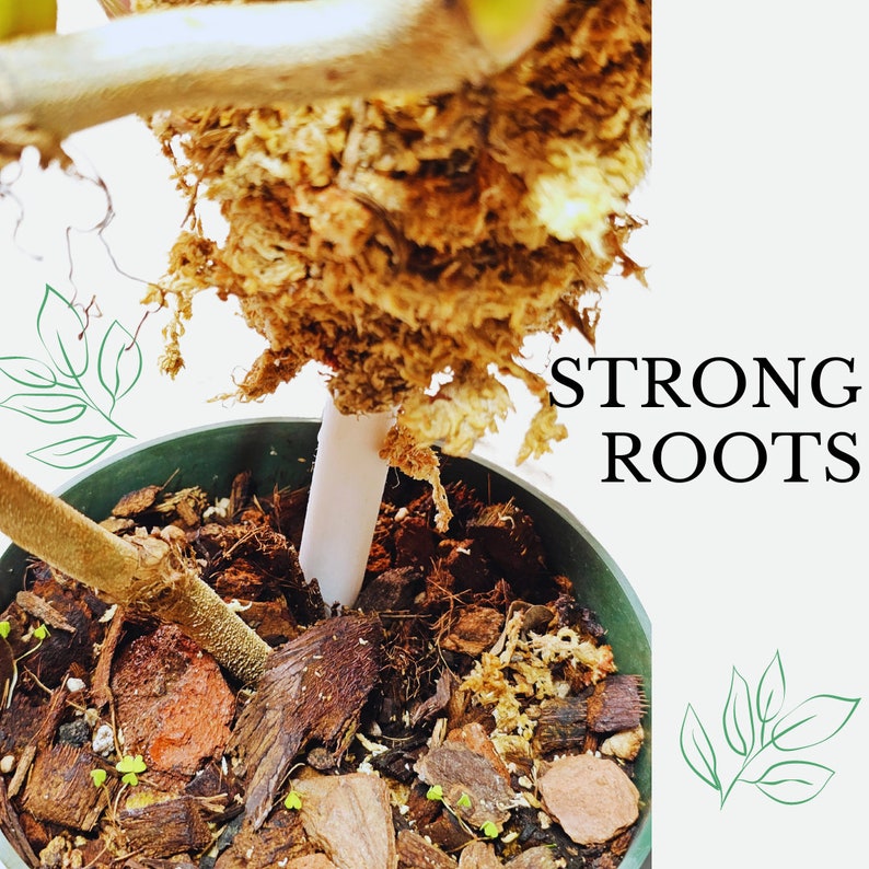 20 Self Watering Moss Pole Plug and Go System No Repotting Needed ...