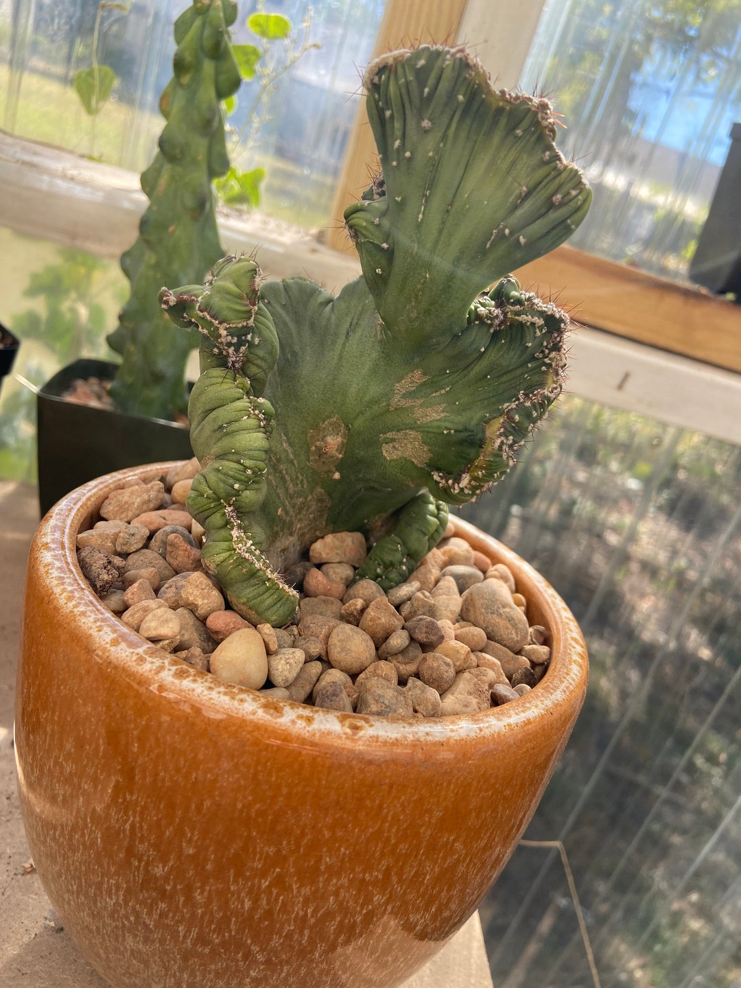 Cereus coral Wave Monstrose Cactus Crest New Cultivar to - Etsy