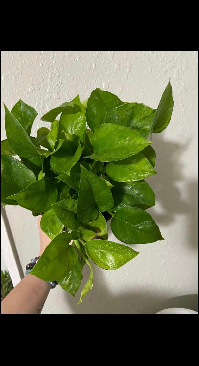 Emerald Pothos CUTTINGS Ridiculously Rare Variety 2-4 Leaf | Etsy
