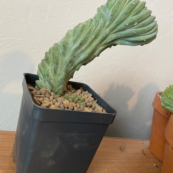 Blue Crested Cactus - Etsy