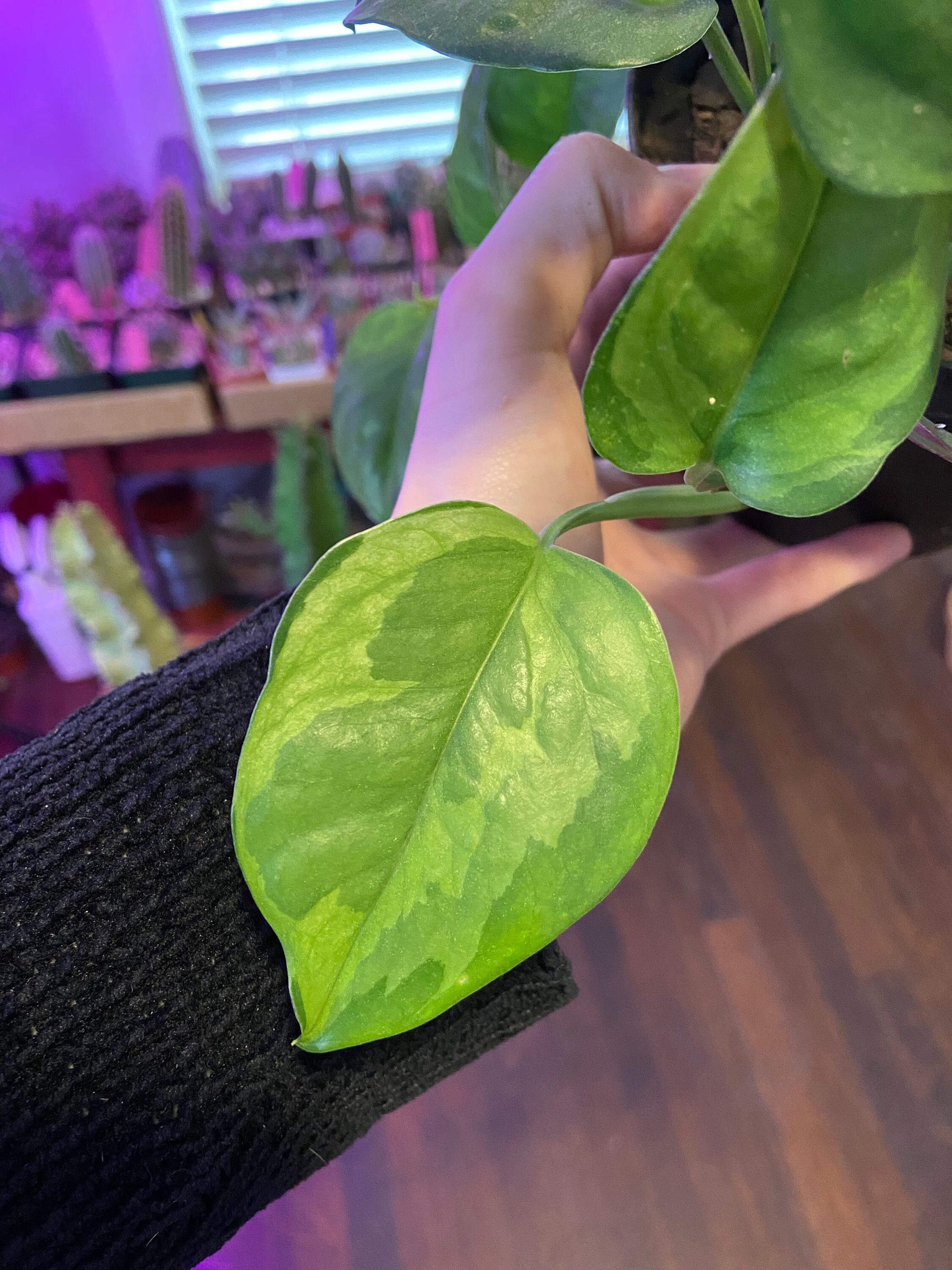 Emerald Pothos CUTTINGS Ridiculously Rare Variety 2-4 Leaf - Etsy