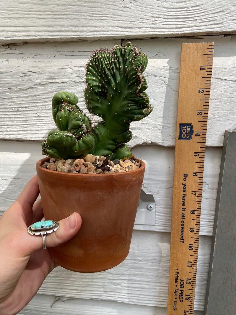 Cereus coral Wave Monstrose Cactus Crest New Cultivar to - Etsy