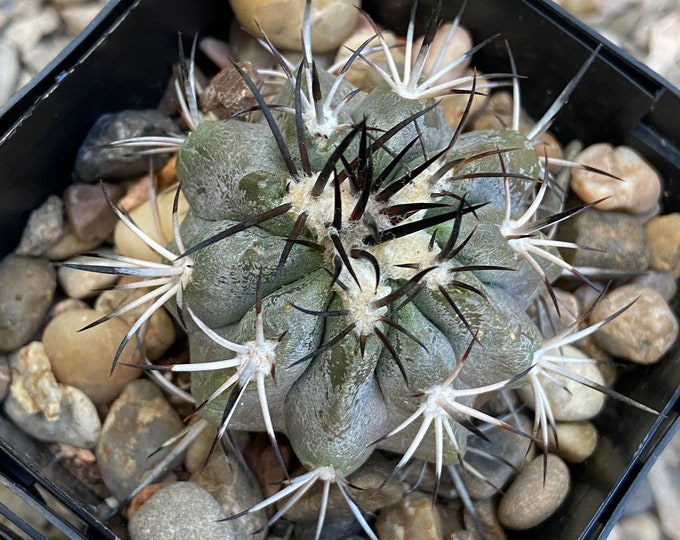 Copiapoa Dealbata CV. Carrizalensis, Black Spines, Rare Cactus, 3.25 ...