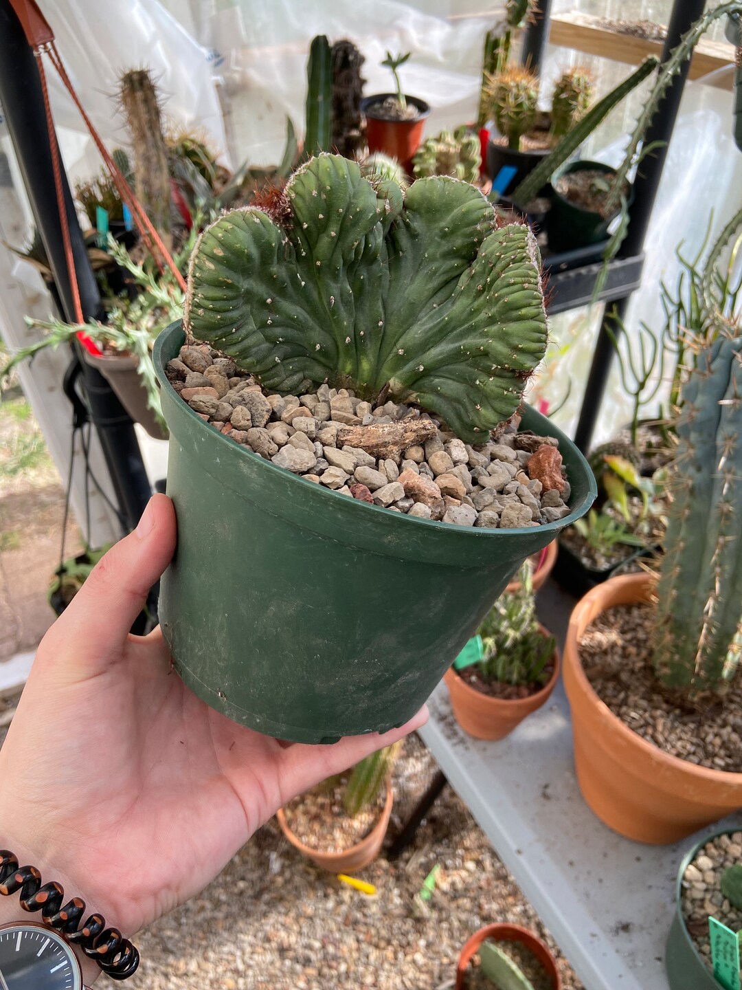 Large Cereus coral Wave Monstrose Cactus Crest New - Etsy