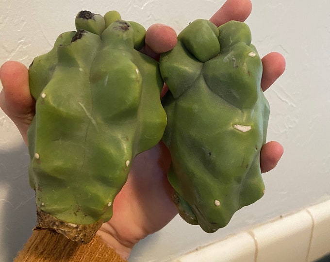 4-6” Totem Pole Cactus! Obese Form, Lophocereus Schotti Monstrose ...