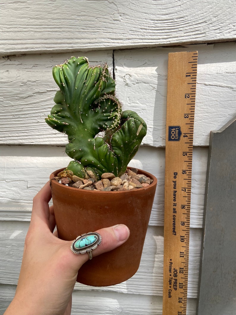 Cereus coral Wave Monstrose Cactus Crest New Cultivar to - Etsy