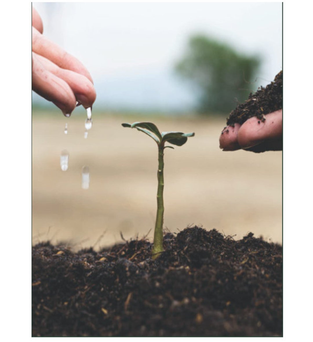 Ingredients of Life Volume: I Herbal Guide to All From Plants to ...