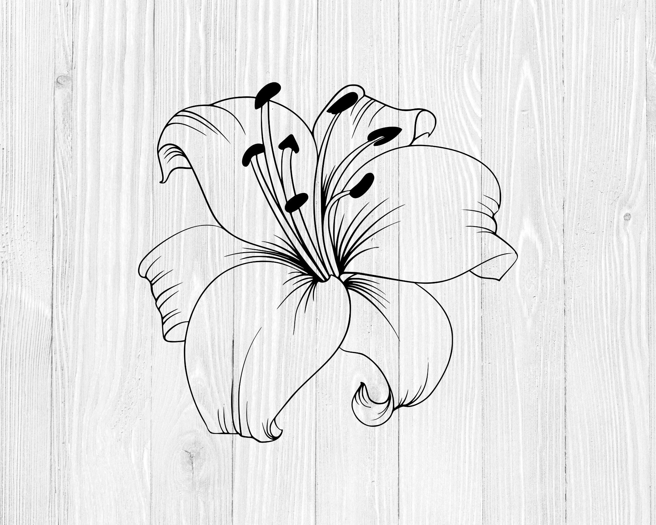 Lily SVG, Vector Graphics, Easy to Use. Perfect for Your Project. Dfx ...