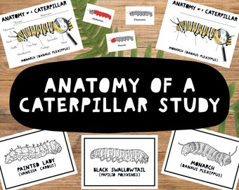 Anatomy of a Butterfly - Etsy