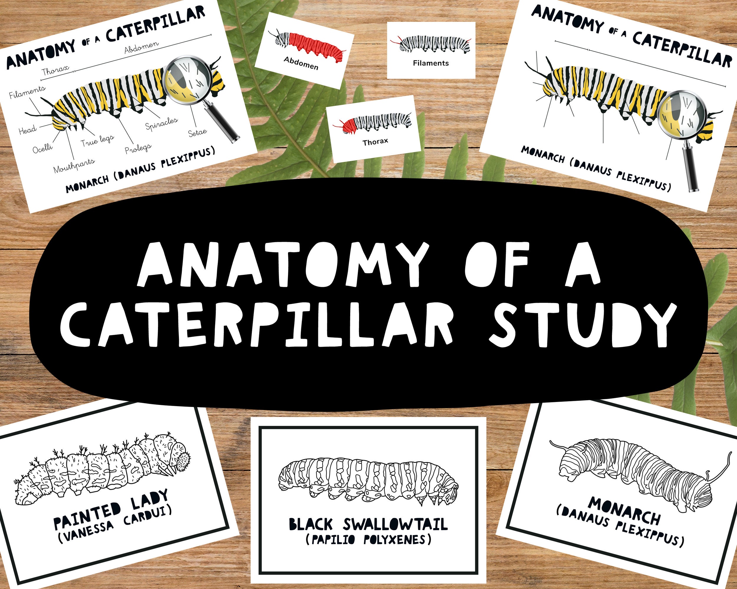 Anatomy of a Caterpillar Nature Study, Life Cycle of a Butterfly ...