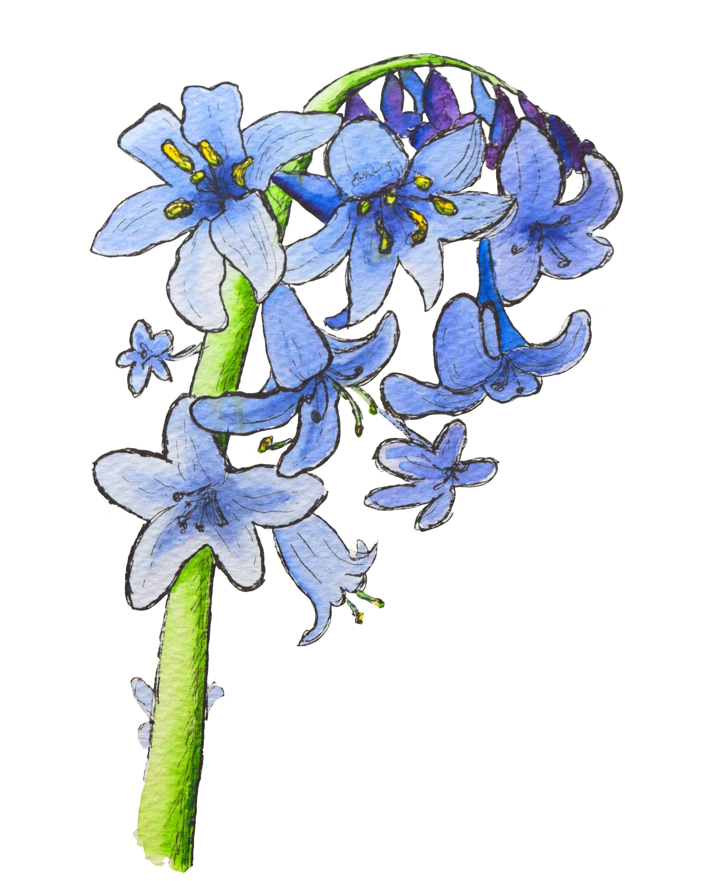 Blooming Bluebells - Watercolour Art Print - Etsy