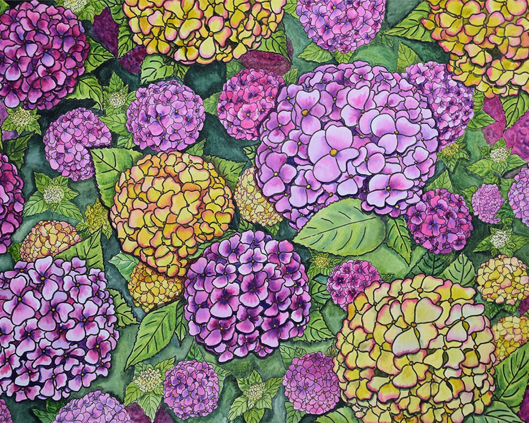 Watercolour Hydrangea Globes Art Print - Etsy
