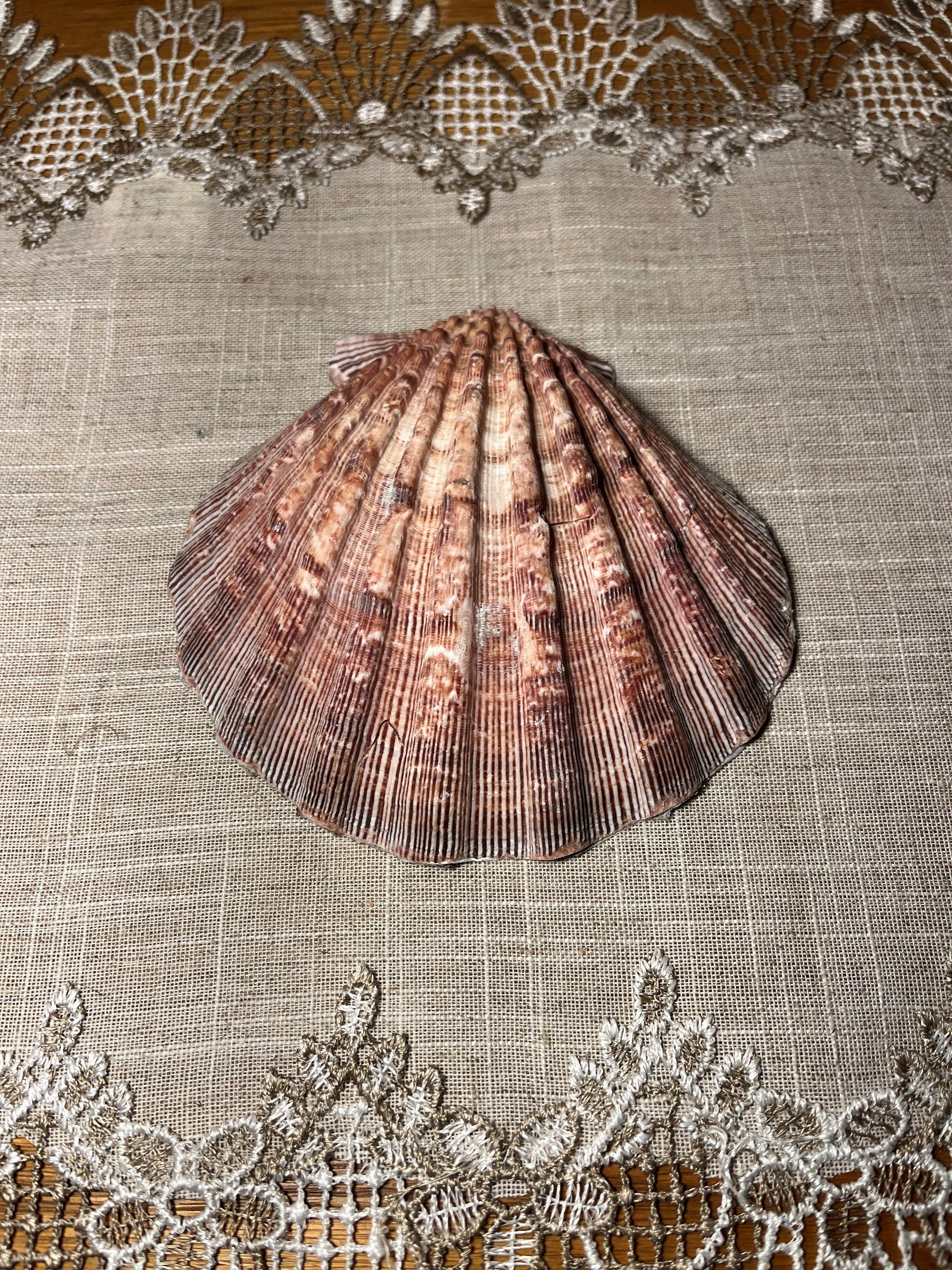 Clam Shell Dish, Decoupage Clam Shell, Ring Dish, Bird Art, Jewelry ...