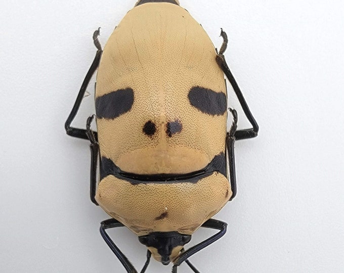 Real Skull Bug / Skull Insect / Eucorysses Grandis / Insect Oddity ...