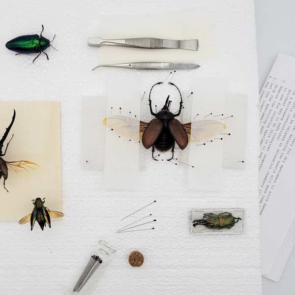 Taxidermy Kit - Etsy