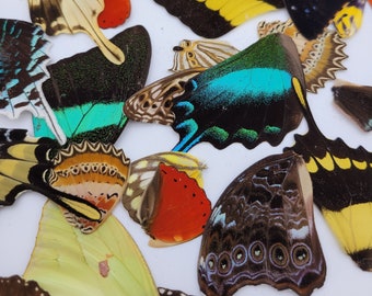 Laminated Sheet of Real Butterfly Wings: Fancy - Etsy