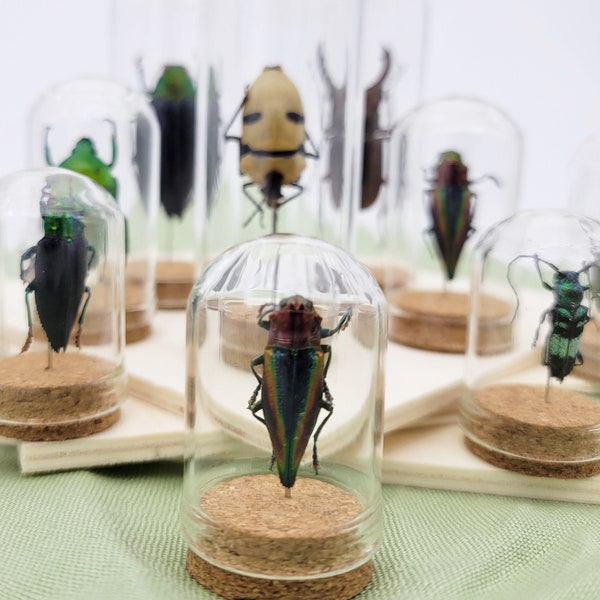 Nature Specimen - Etsy