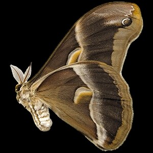 Samia Cynthia / Ailanthus Silkmoth / Saturn Moth / Real Large Moth/ Eri ...