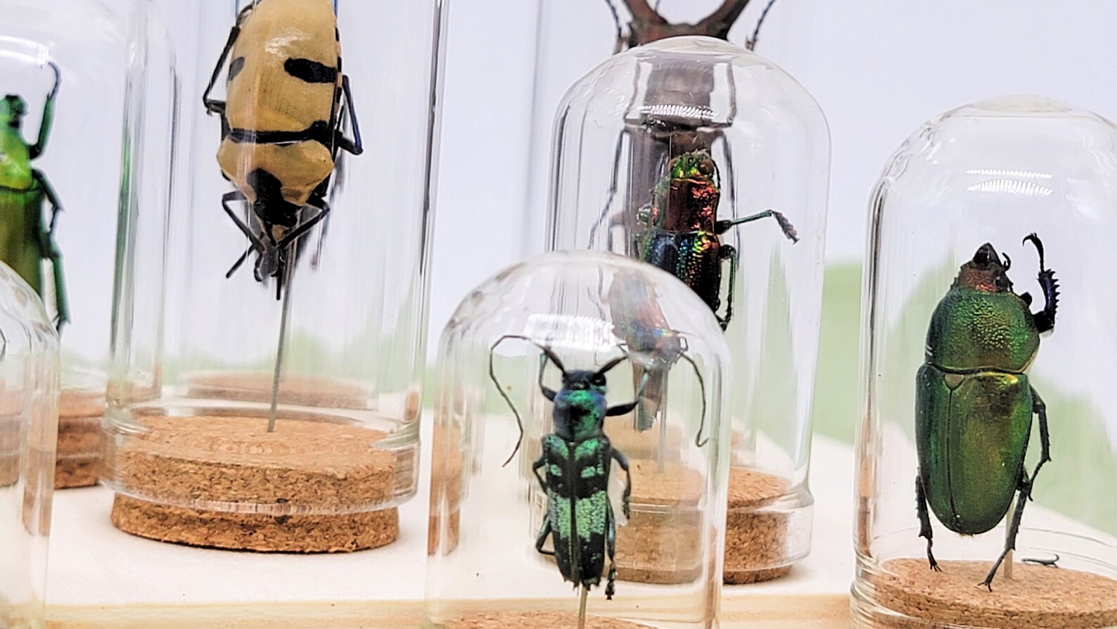 Real Beetle/insect Specimen / Cloche Jar Insect Display - Etsy