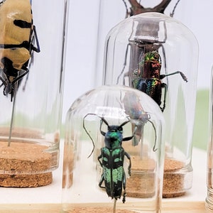 Real Beetle/insect Specimen / Cloche Jar Insect Display Specimen ...