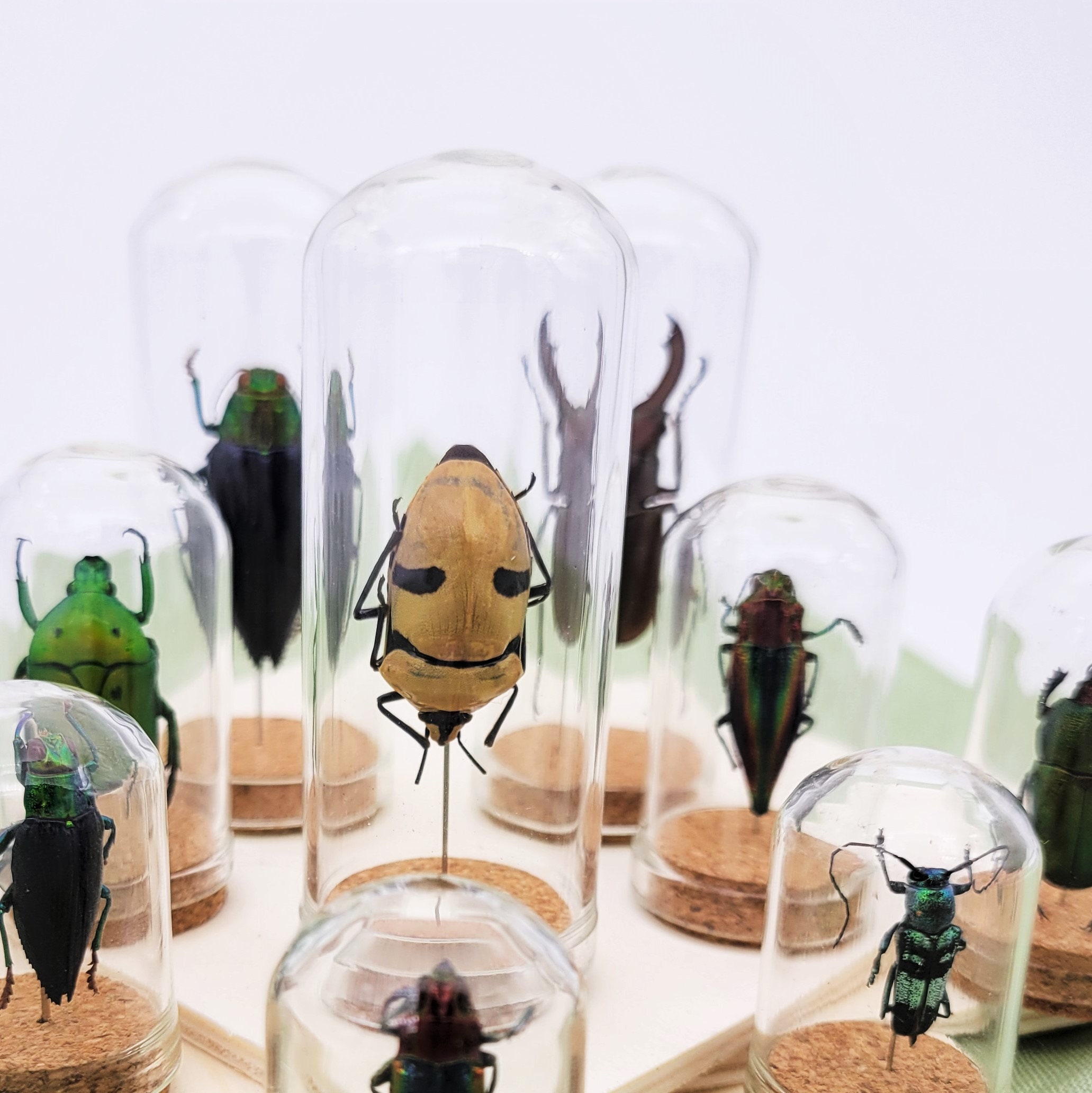 Real Beetle/insect Specimen / Cloche Jar Insect Display - Etsy
