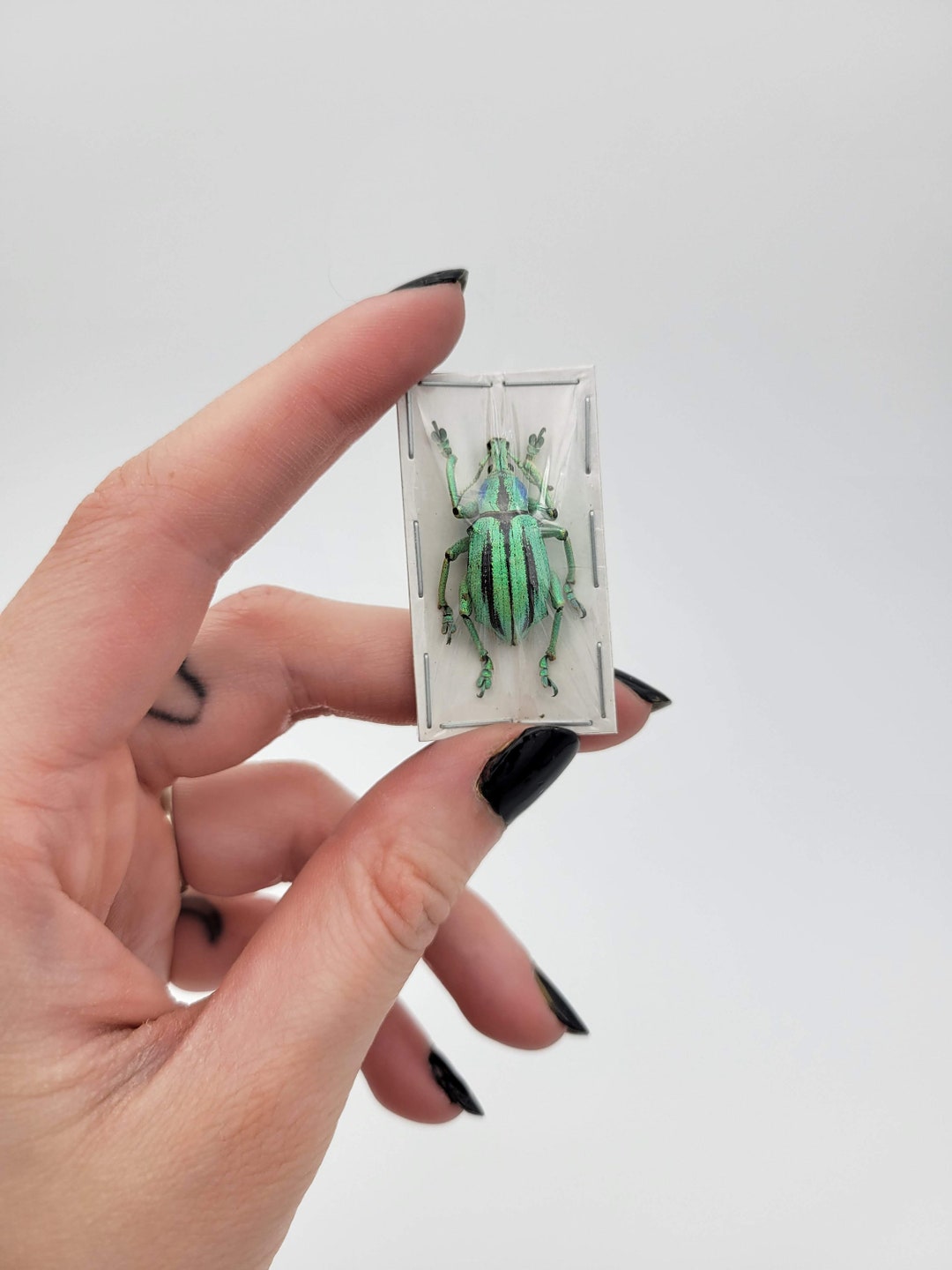 REAL Striped Green Weevil / Eupholus Cuvieri / Real Beetle - Etsy