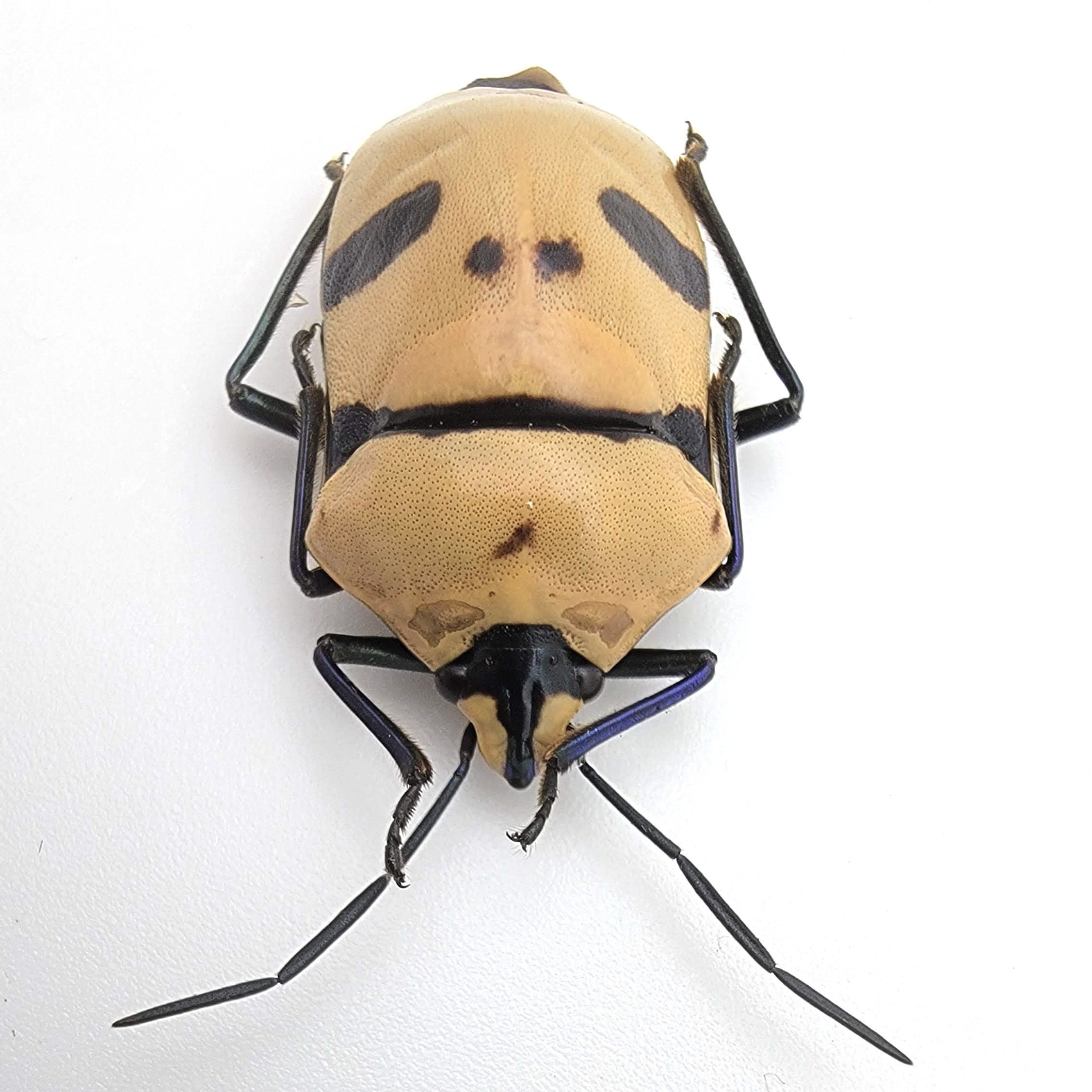 Real Skull Bug / Skull Insect / Eucorysses Grandis / Insect - Etsy