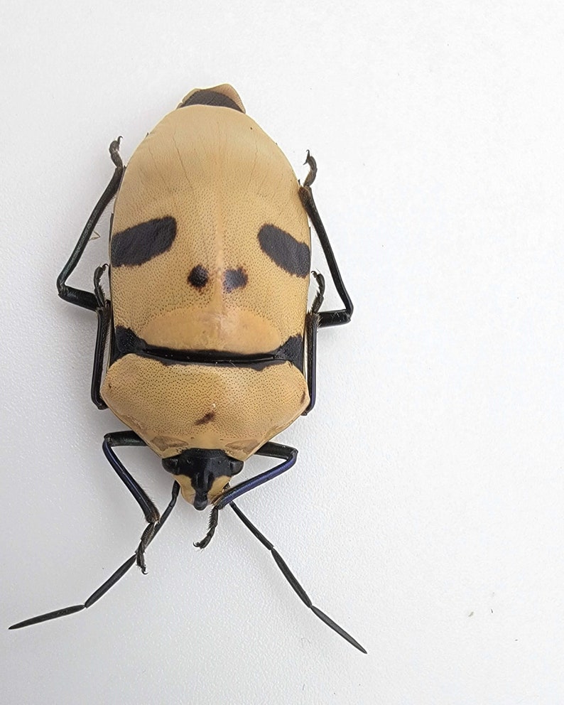 Real Skull Bug / Skull Insect / Eucorysses Grandis / Insect - Etsy