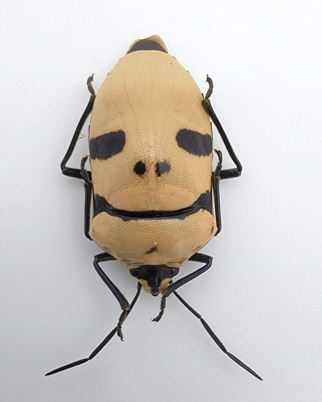 Real Skull Bug / Skull Insect / Eucorysses Grandis / Insect - Etsy