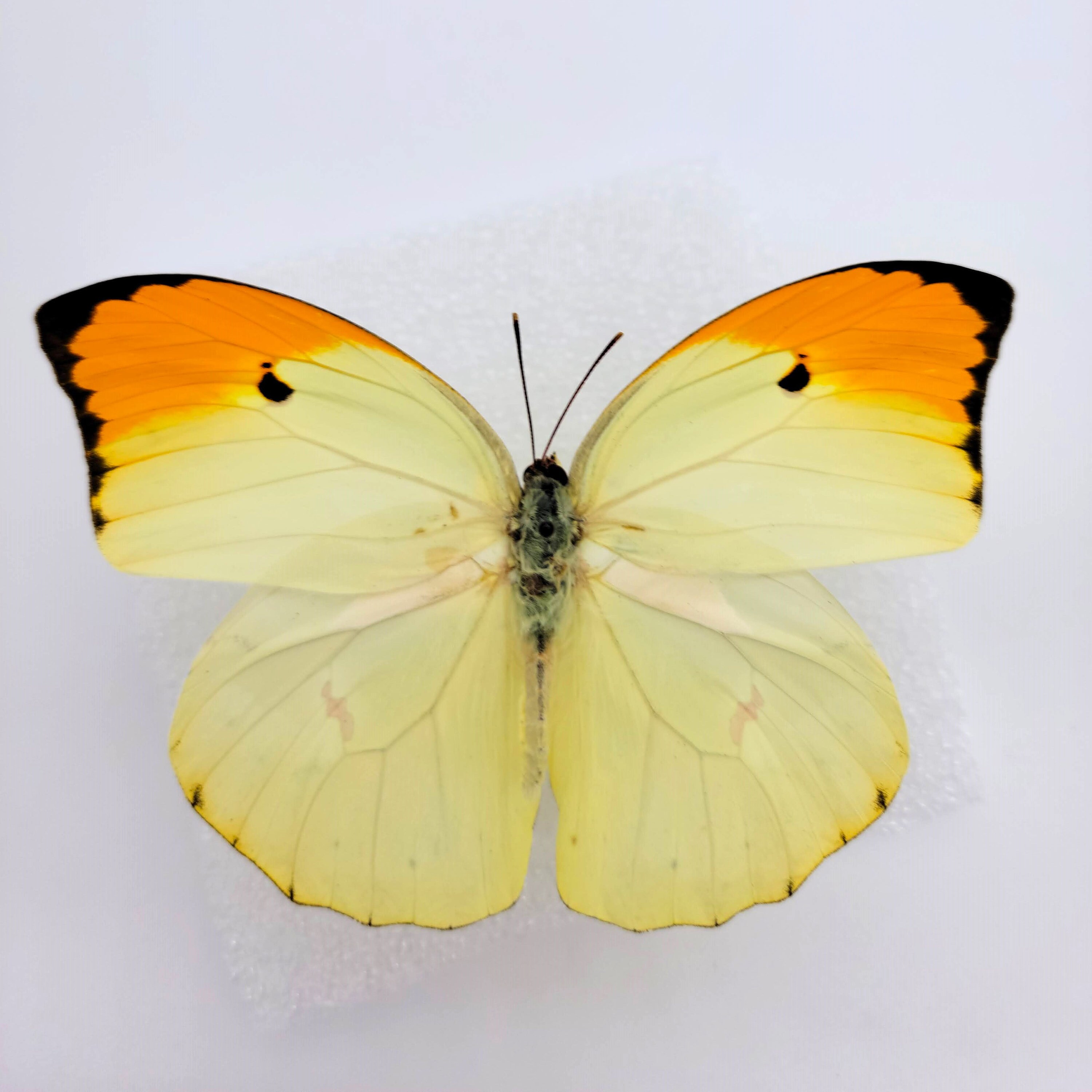Yellow Butterfly Backgrounds