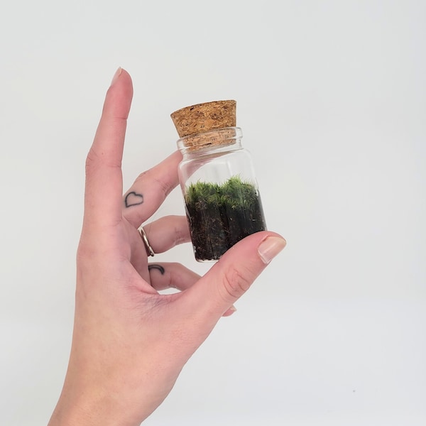 Moss Terrarium - Etsy