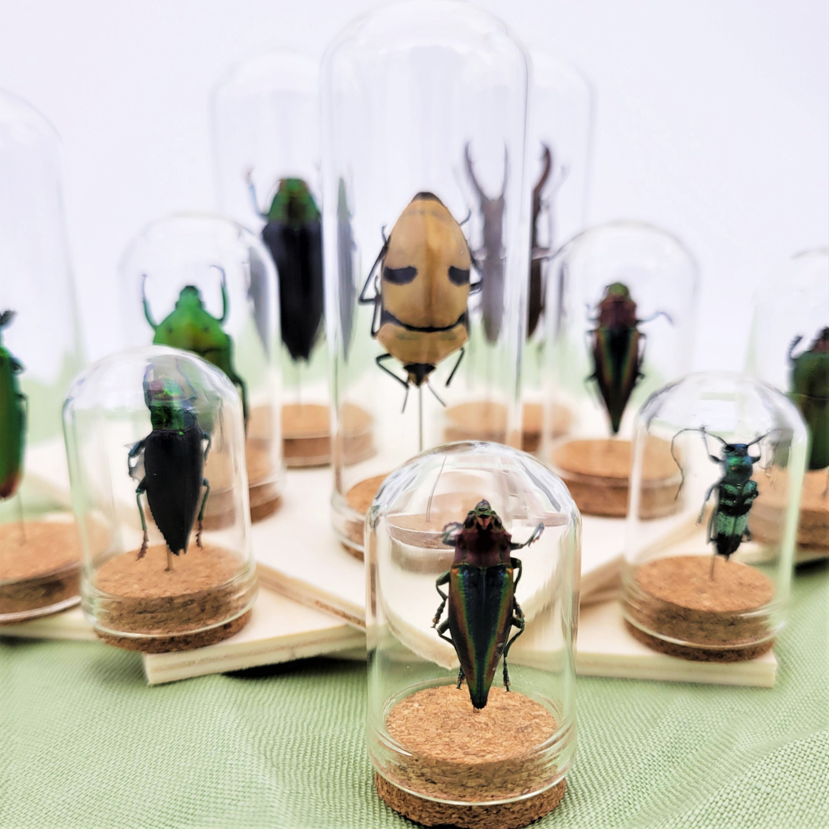Real Beetle/insect Specimen / Cloche Jar Insect Display - Etsy
