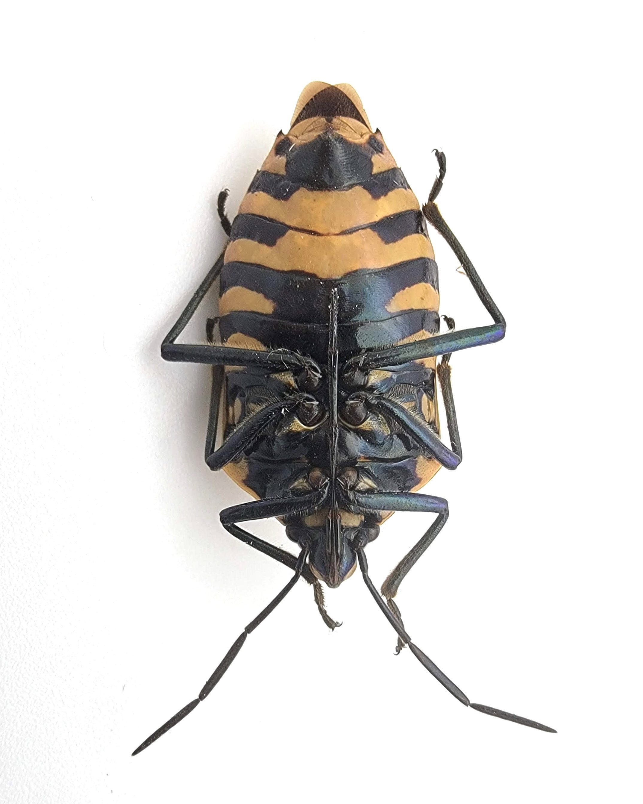 Real Skull Bug / Skull Insect / Eucorysses Grandis / Insect - Etsy