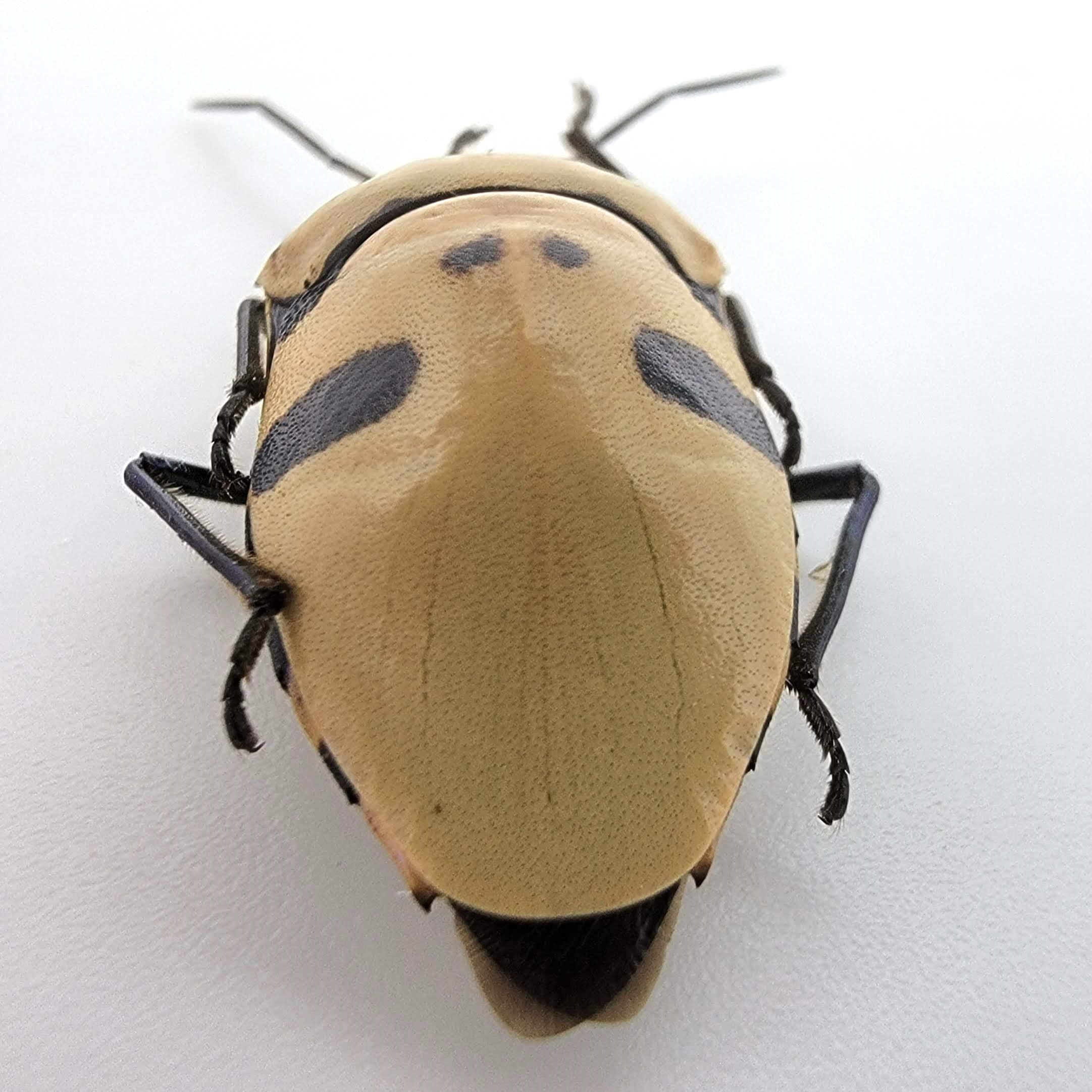 Real Skull Bug / Skull Insect / Eucorysses Grandis / Insect - Etsy