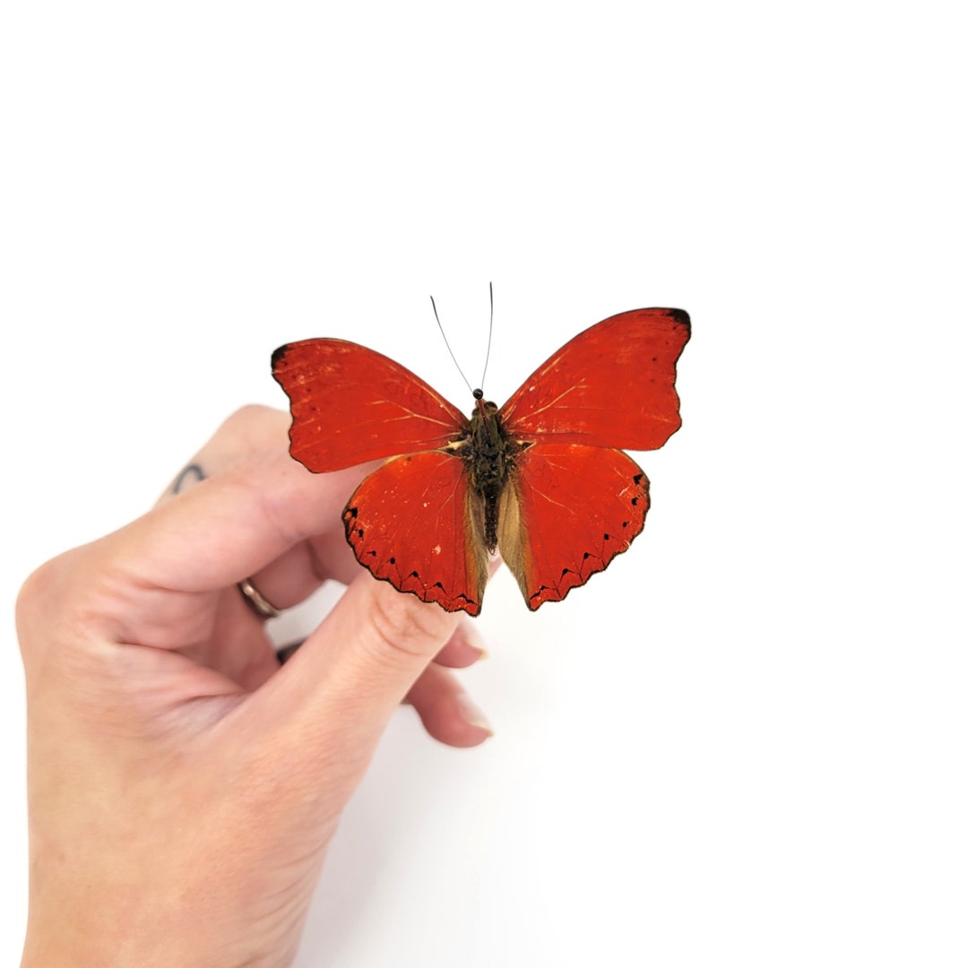 Planeur rouge sang / Cymothoe sangaris / Vrai papillon rouge / Vrai ...