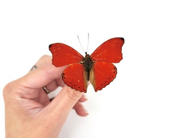 Blood-red Glider REAL Cymothoe Sangaris Butterfly - Etsy
