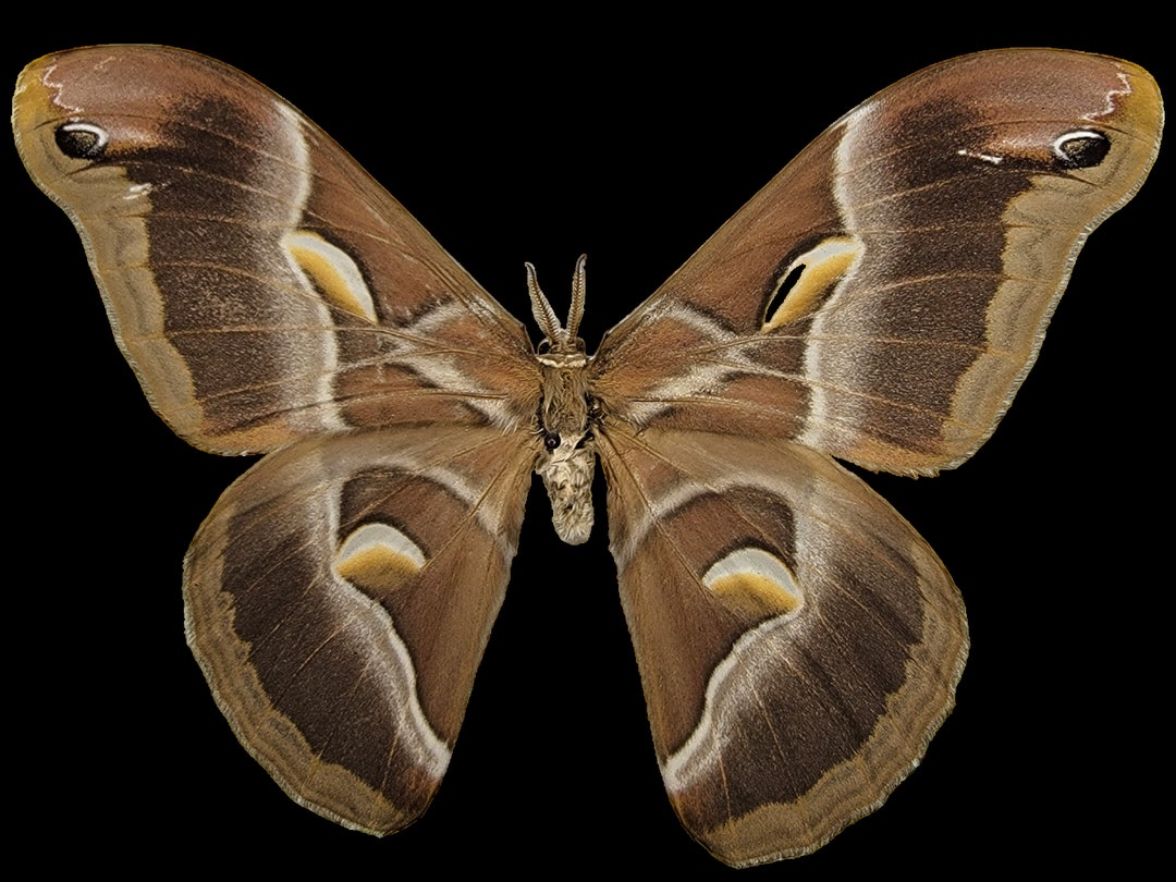 Samia Cynthia / Ailanthus Silkmoth / Saturn Moth / Real Large Moth/ Eri ...