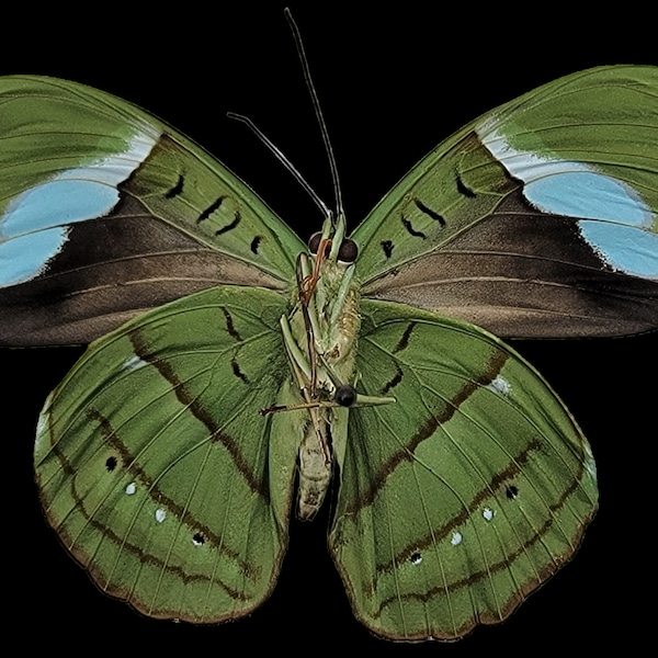 Real Butterfly Wing - Etsy