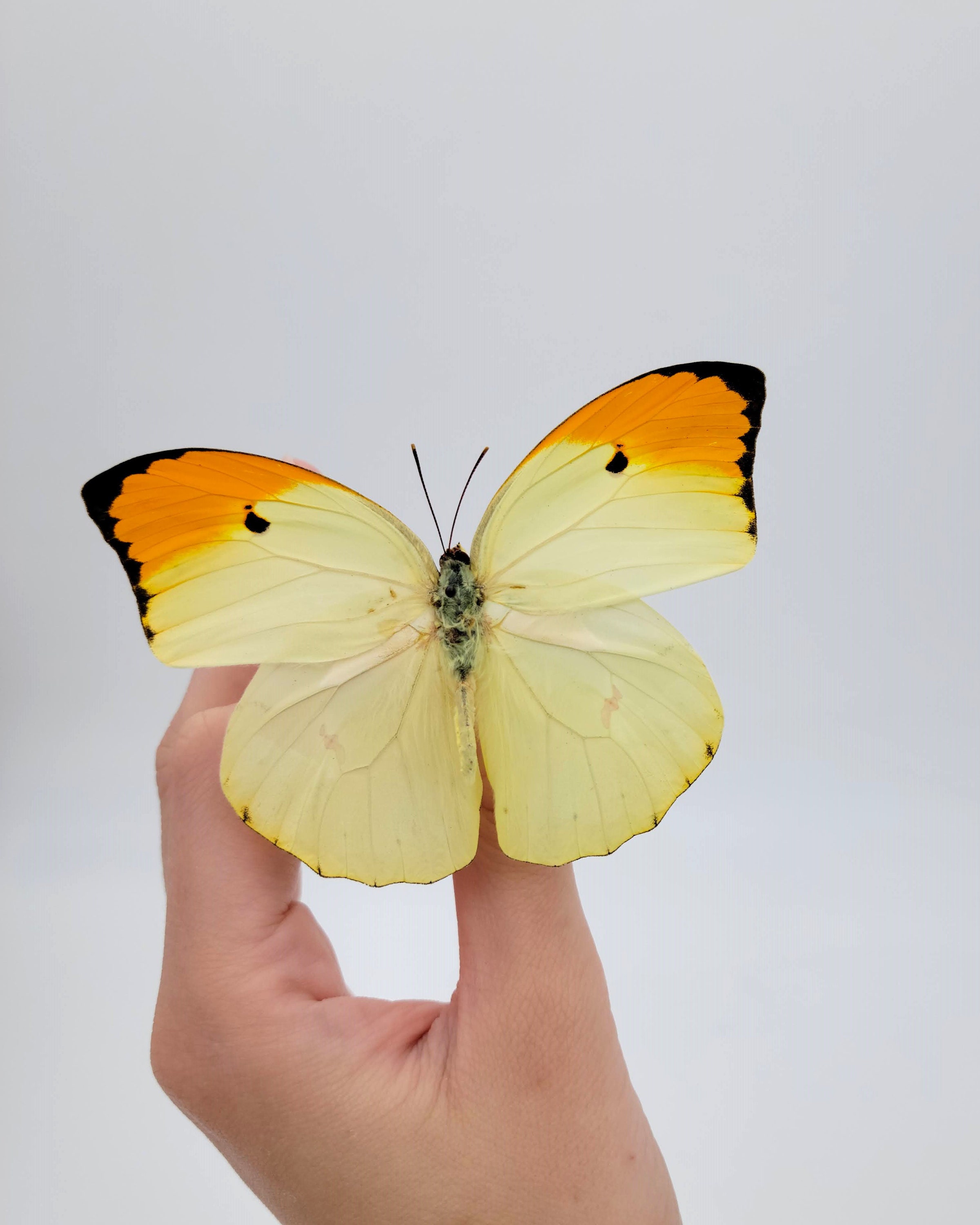 Orange Sulfur Butterfly