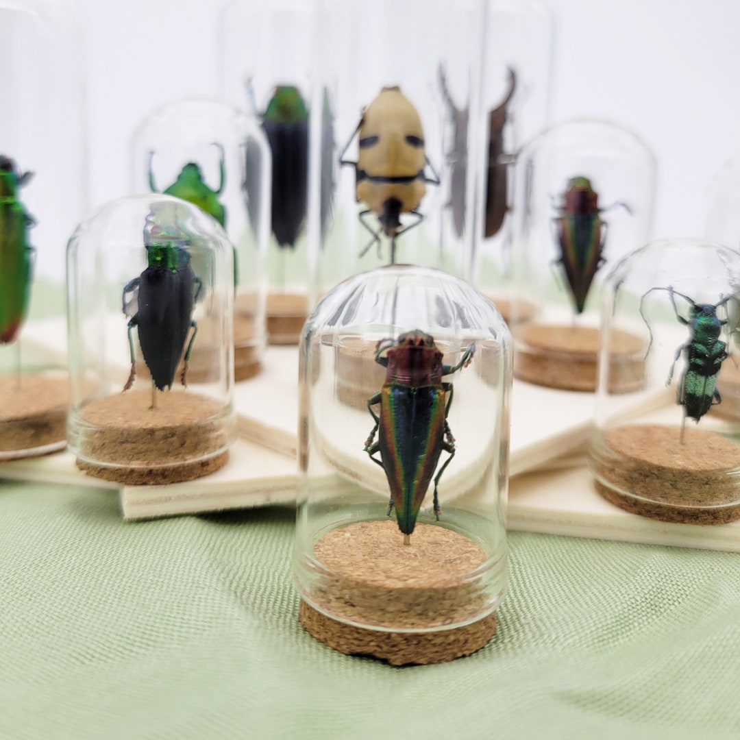 Real Beetle/insect Specimen / Cloche Jar Insect Display Specimen ...