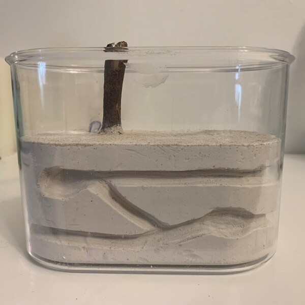 Ant Queen Test Tube - Etsy