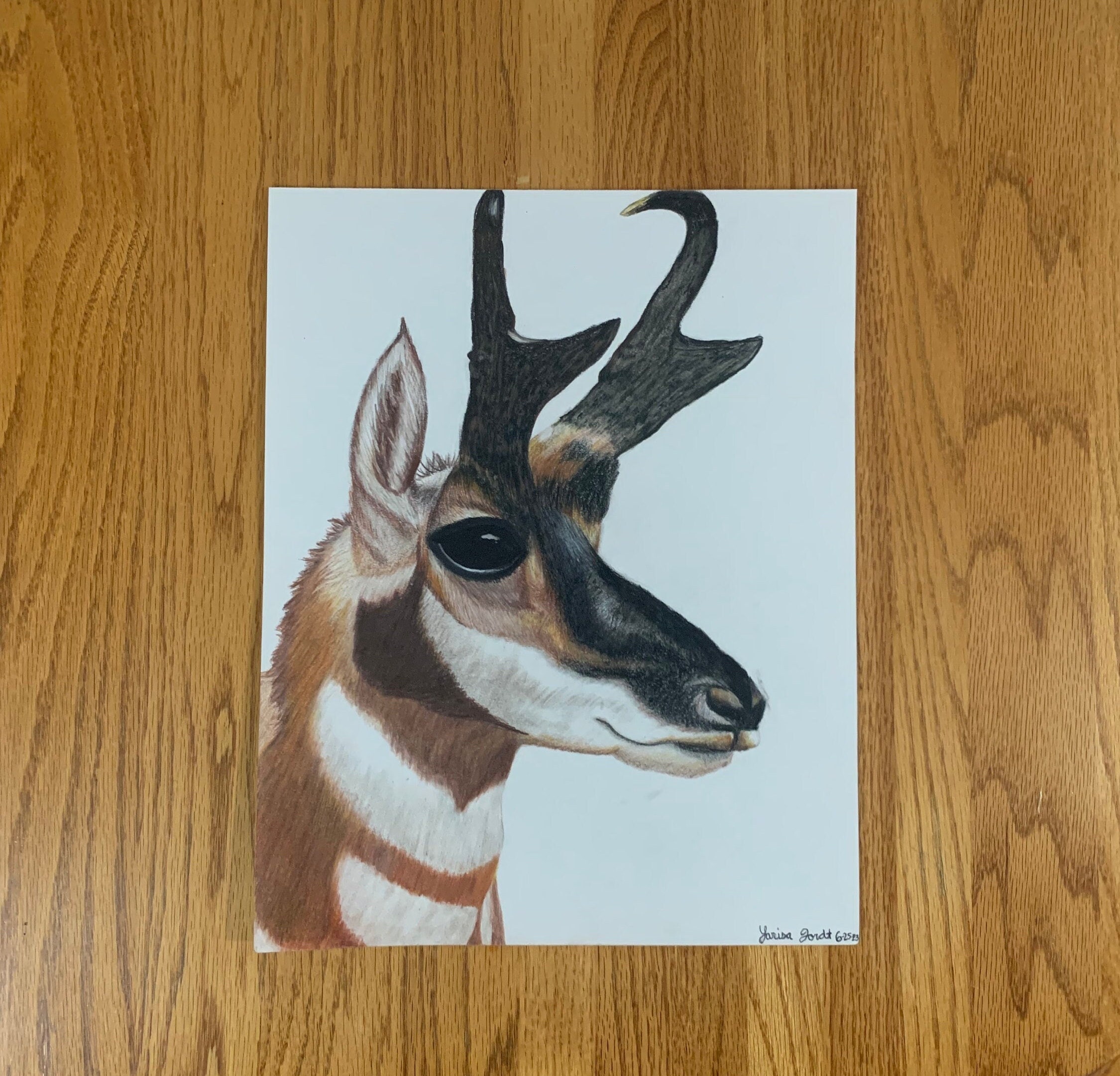 Antelope Head Drawing